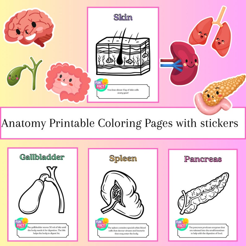 Anatomy Coloring Pages for Kids V2 With Bonus Sticker Set Printable ...
