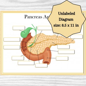 Pancreas Anatomy Diagram, Classroom Poster, Study Aid - Etsy