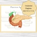 Pancreas Anatomy Diagram, Classroom Poster, Study Aid - Etsy