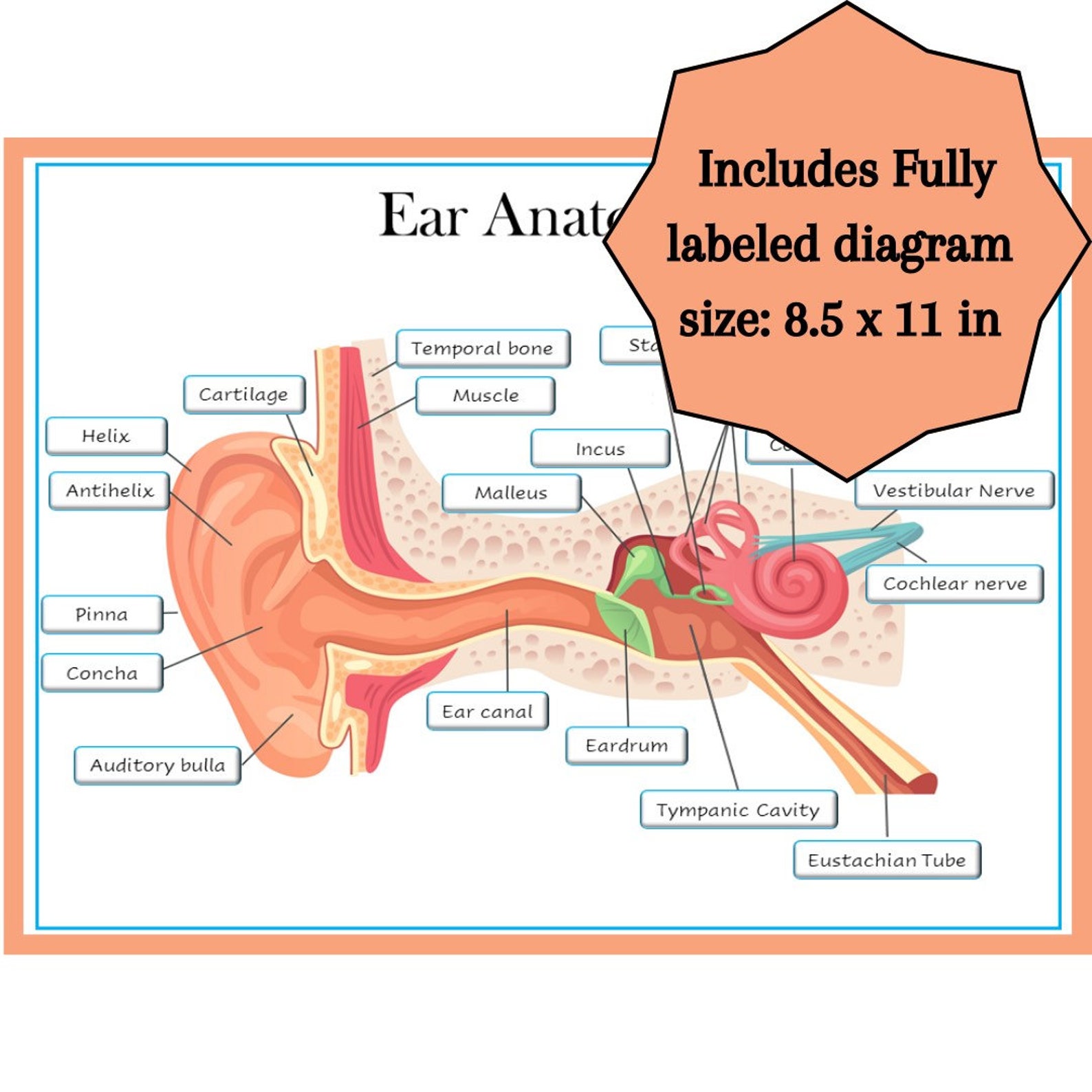 Ear Anatomy Labeling Diagram Parts of the Ear Classroom - Etsy Canada