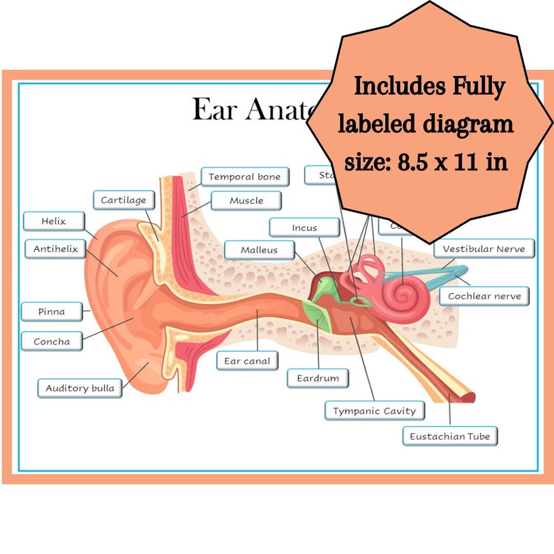 Ear Anatomy Labeling Diagram Parts of the Ear Classroom - Etsy