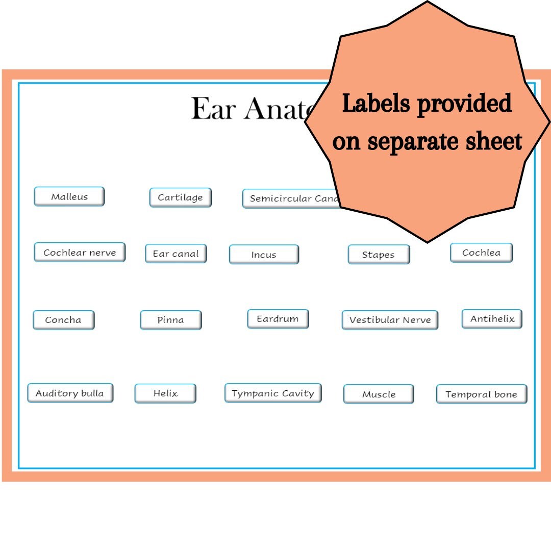 Ear Anatomy Labeling Diagram Parts of the Ear Classroom - Etsy Canada