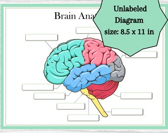 Brain Diagram Unlabeled For Kids