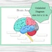 Brain Anatomy Labeling Diagram Classroom Poster Anatomy - Etsy Canada