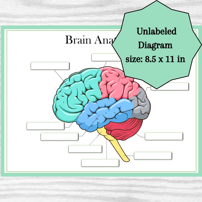 Brain Anatomy Diagram – Educational Printable Learning Resource ...