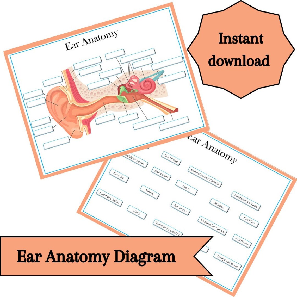 Ear Anatomy Labeling Diagram Parts of the Ear Classroom - Etsy Canada