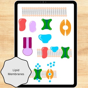 Digital Stickers for Biology, Biochemistry, Nursing and Medical ...