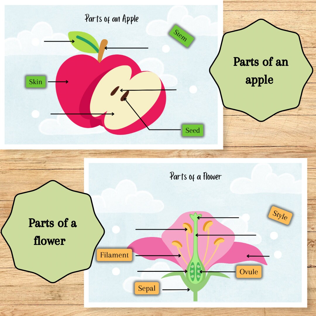 Plants Busy Book: Interactive Learning for Kids (PDF) - Etsy