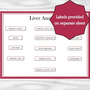 Liver Anatomy Diagram – Printable Educational Resource (instant ...