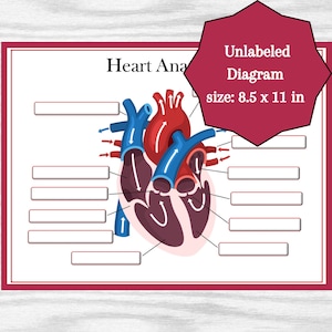Heart Anatomy Diagram – Educational Printable Learning Resource ...