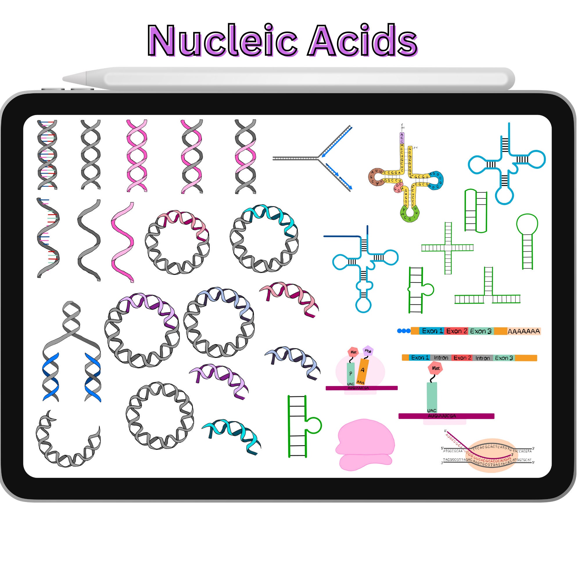 Digital Stickers for Biochemistry, Molecular Biology & Genetics - Etsy