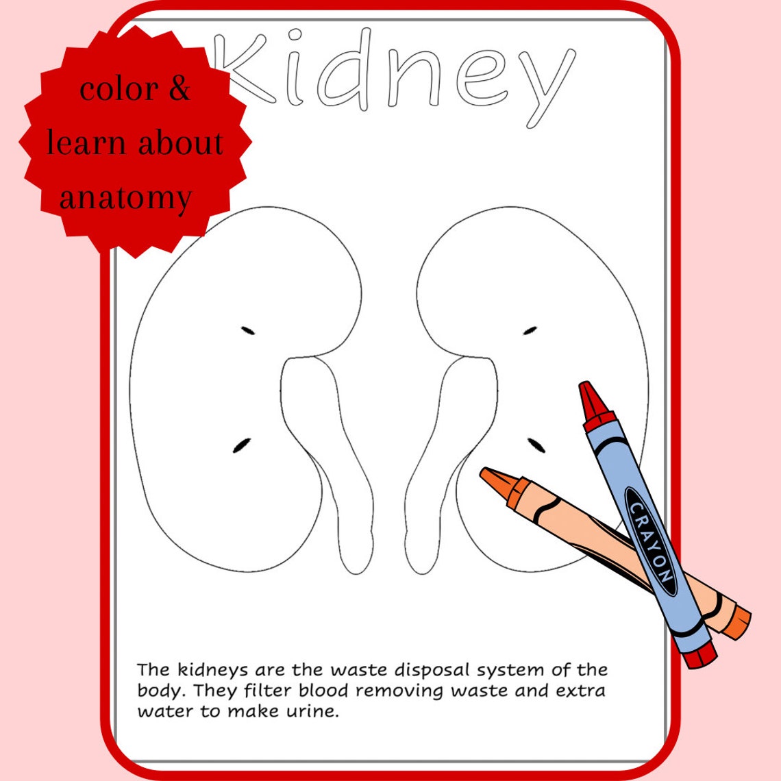 Human Anatomy Printable Coloring Pages, for Preschool, Kindergarten ...