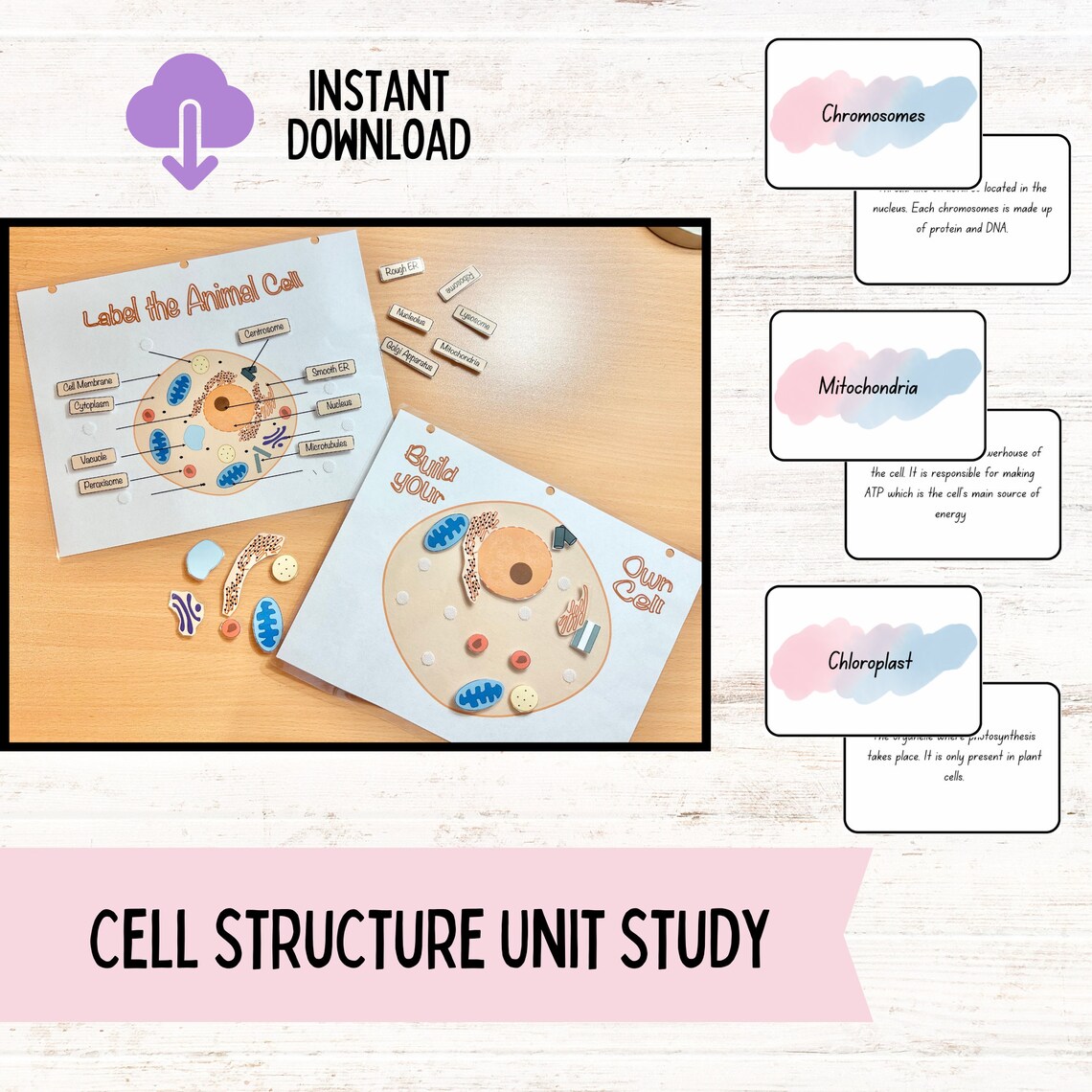 Animal, Plant, Bacterial Cell Model and Flashcards Unit Study Cellular ...