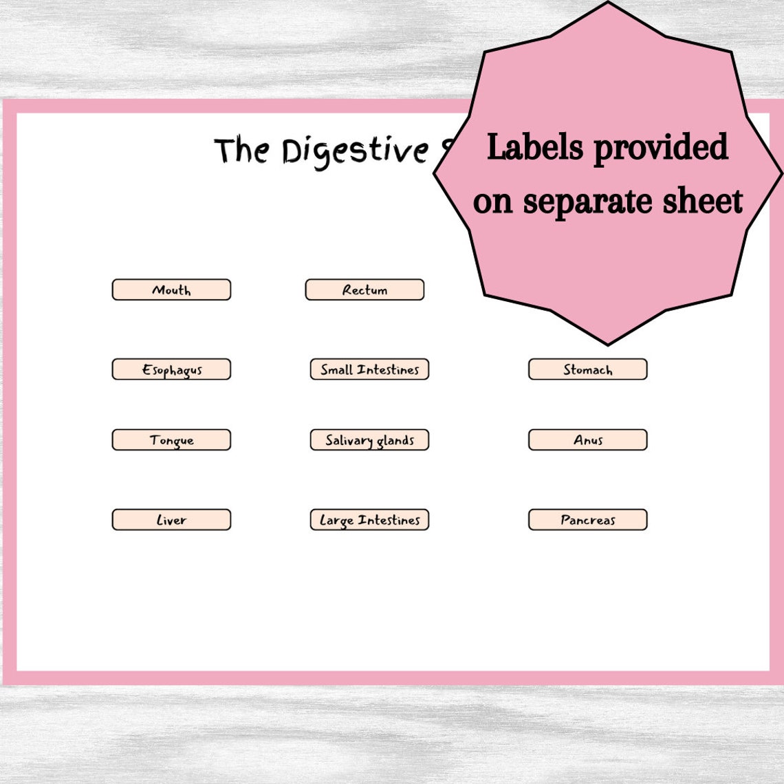 Digestive System Diagram – Educational Printable Learning Resource ...
