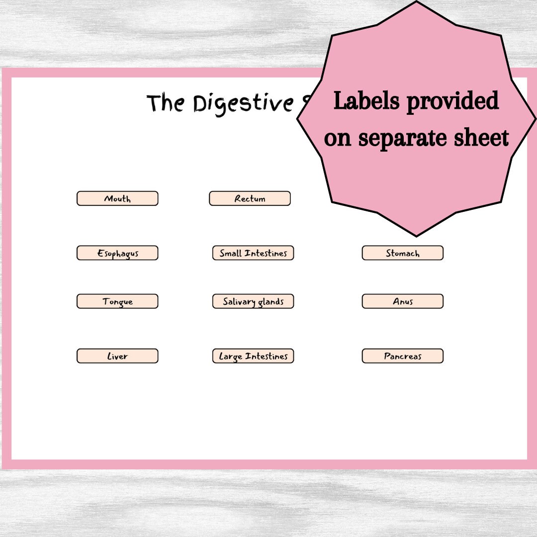 Digestive System Diagram – Educational Printable Learning Resource ...