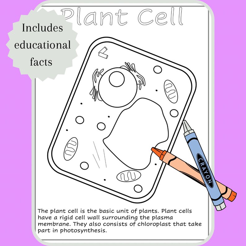 Biology Printable Coloring Pages for Kids - Etsy Canada
