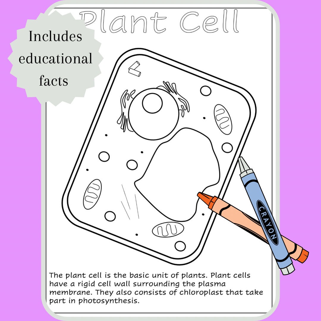 Photosynthesis For Kids Coloring Page