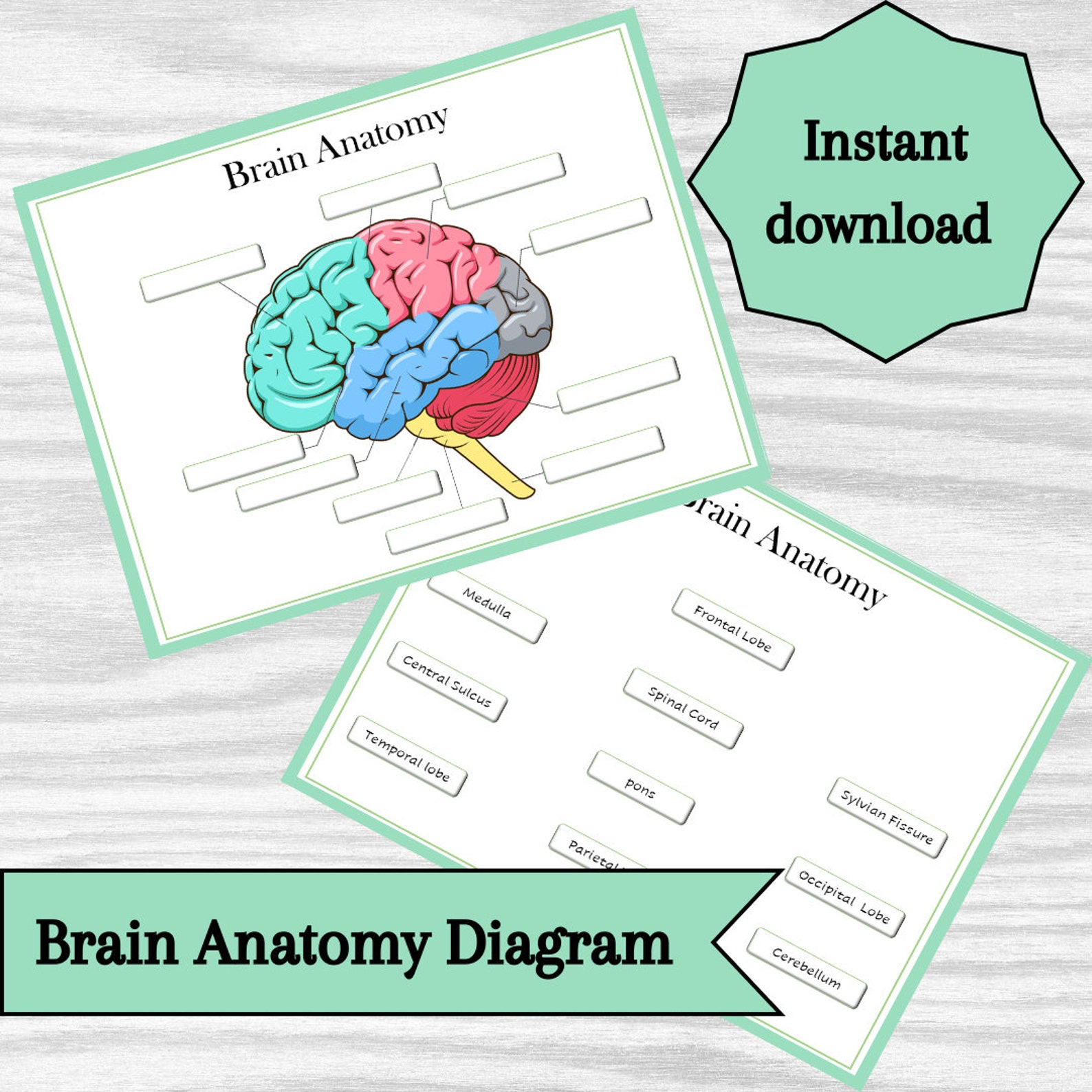 Brain Anatomy Labeling Diagram Classroom Poster Anatomy Study Notes ...