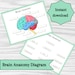 Brain Anatomy Labeling Diagram Classroom Poster Anatomy - Etsy Canada