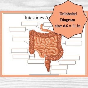 Intestines Anatomy Diagram, Classroom Poster, Study Aid - Etsy