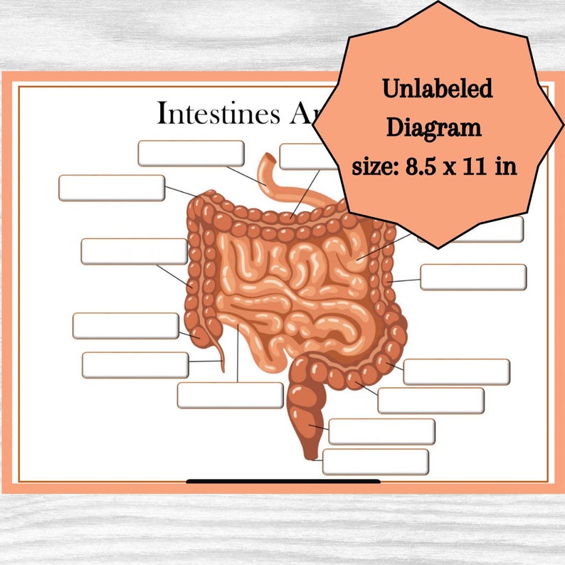 Intestines Anatomy Diagram, Classroom Poster, Study Aid - Etsy