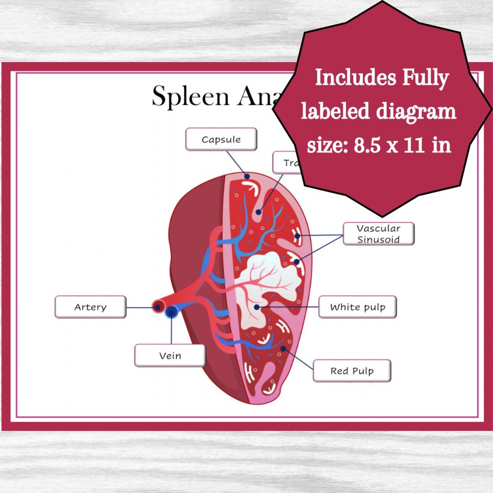 Spleen Anatomy Diagram – Printable Educational Resource (instant ...