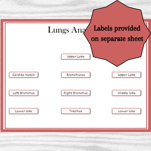 Lungs Anatomy Diagram – Printable Educational Resource (instant ...