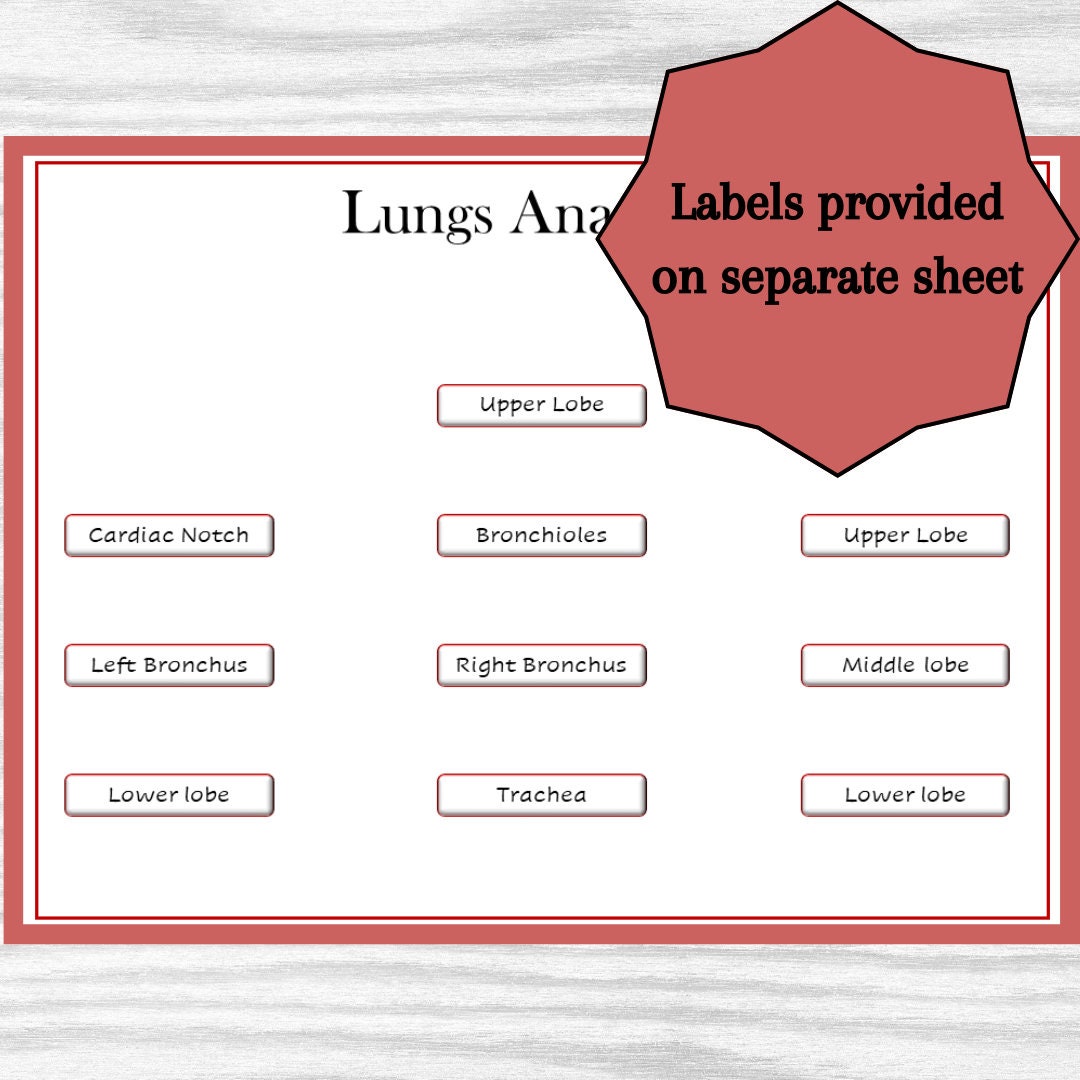 Lungs Anatomy Labeling Diagram Printable Classroom Anatomy Poster and ...
