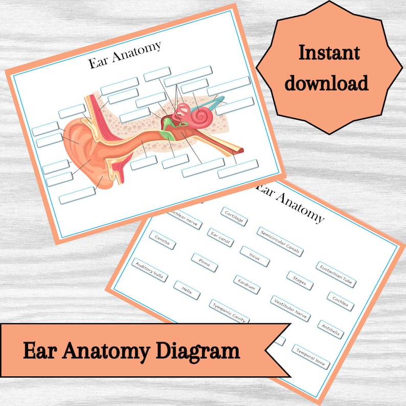 Ear Anatomy Labeling Diagram Parts of the Ear Classroom Poster ...