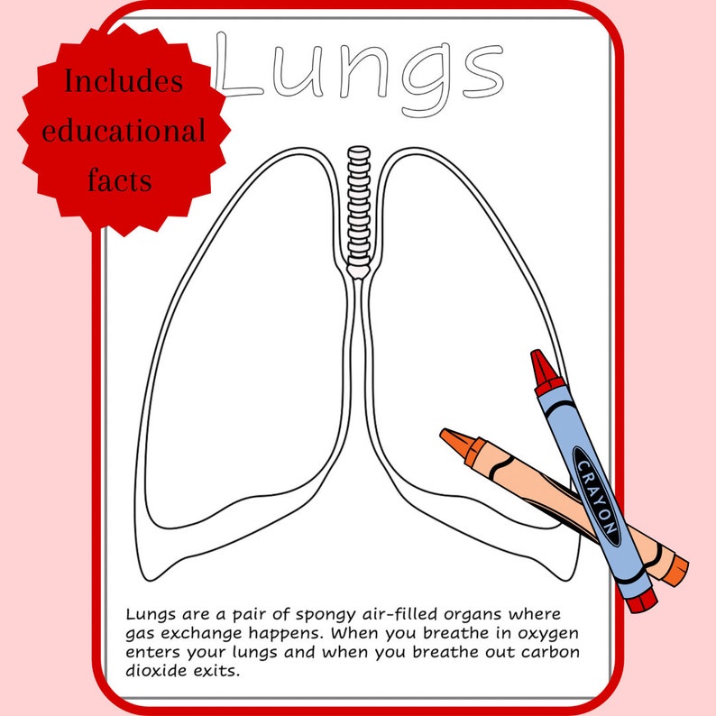 Human Anatomy Printable Coloring Pages, for Preschool, Kindergarten ...