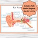 Ear Anatomy Labeling Diagram Parts of the Ear Classroom Poster ...