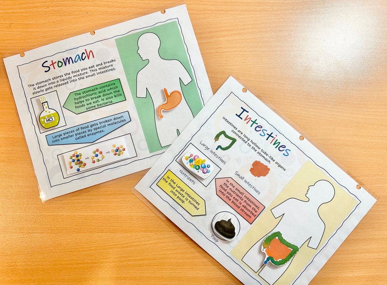 Anatomy Busy Book: Printable Interactive Book for Hands-on Learning for ...