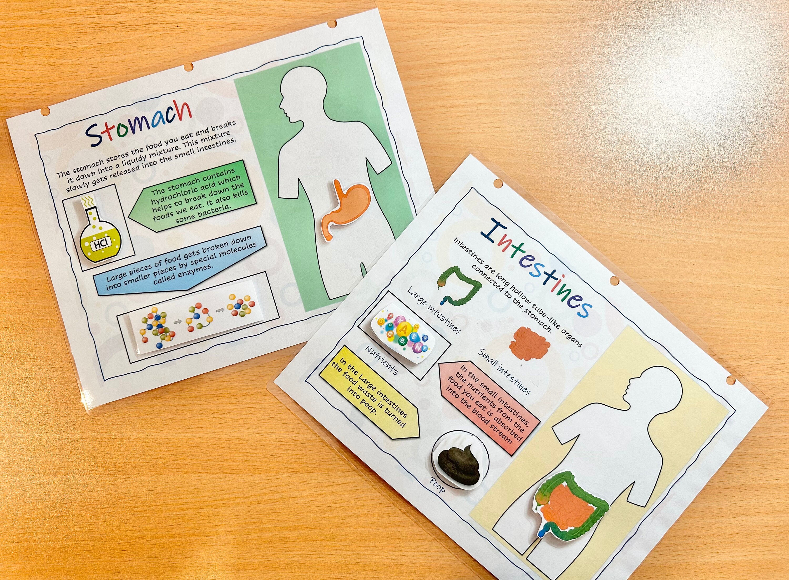 Montessori Anatomy Busy Book Quiet Time Book Anatomy Activity Binder ...