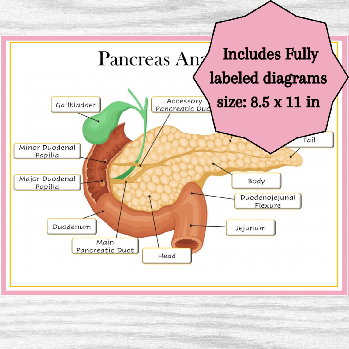 Organ Anatomy Diagram Bundle for Biology, Medical and Nursing Students ...