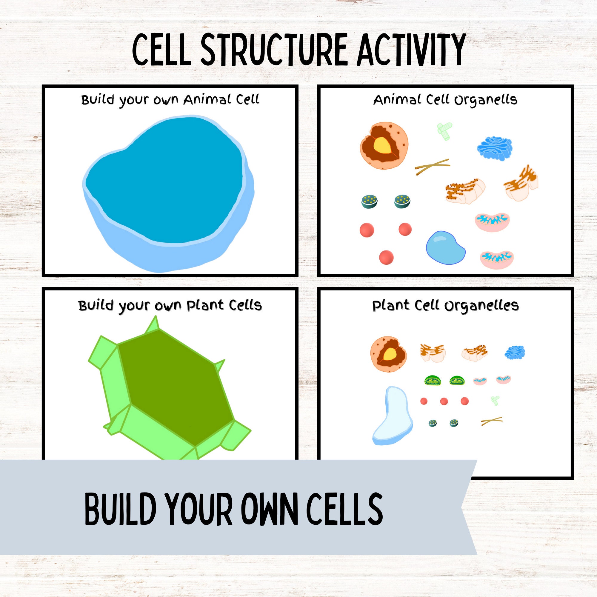 Interactive Cell Structure Activity and Flashcards | Educational ...