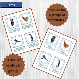 Montessori Inspired Animals 3-part Classification Flashcards Featuring ...