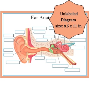 Ear Anatomy Labeling Diagram Parts of the Ear Classroom - Etsy Canada