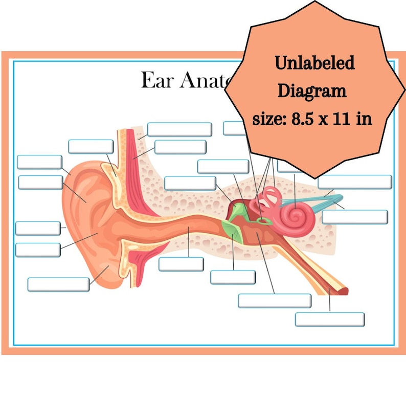 Ear Anatomy Labeling Diagram Parts of the Ear Classroom - Etsy