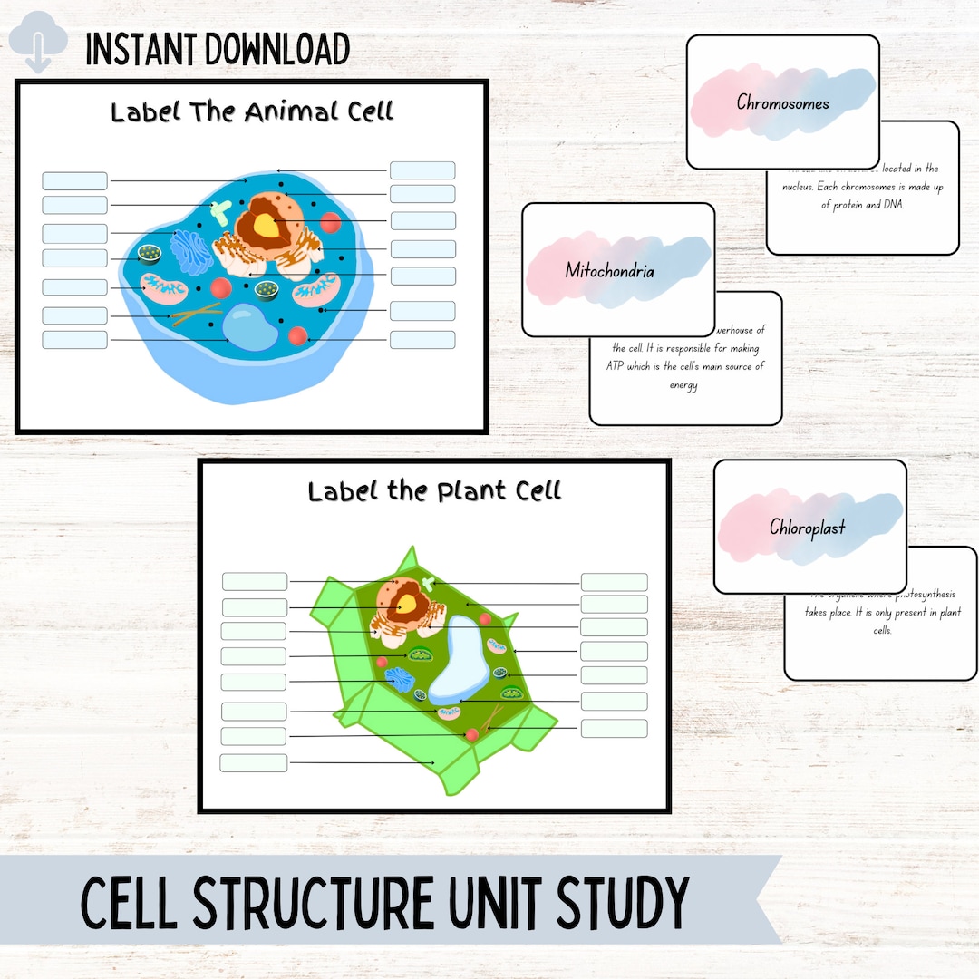 Cell Structure Activity Set With Flashcards Animal Cell, Plant Cell ...