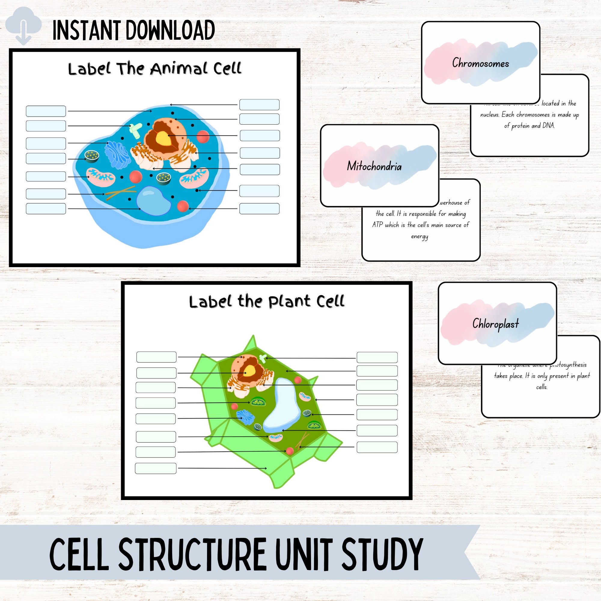 Interactive Cell Structure Activity and Flashcards | Educational ...