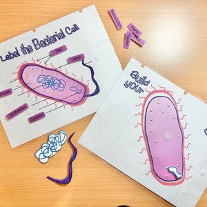 Cell Structure Activity Set: Animal, Plant & Bacteria Cell Models ...