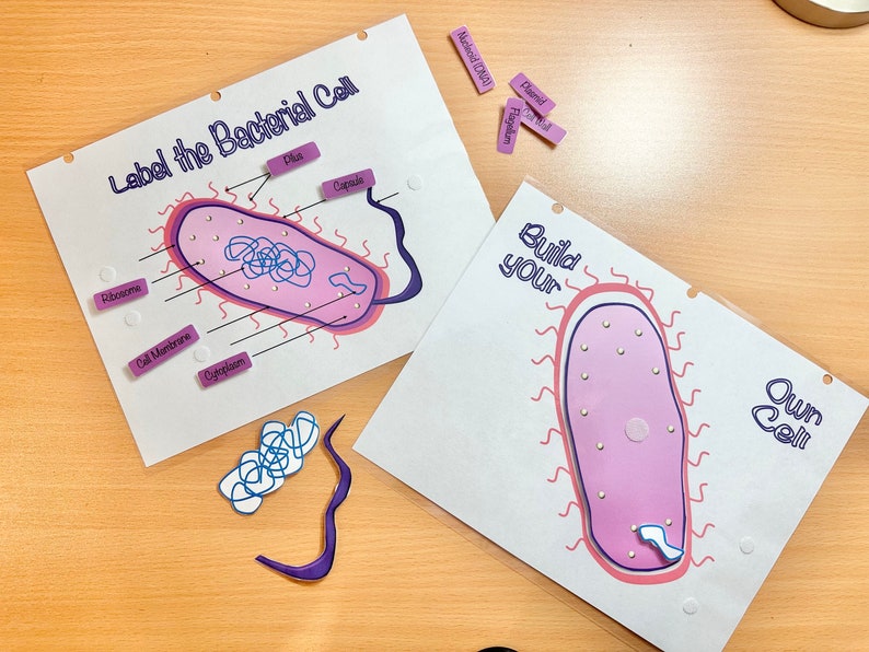 Cell Structure Activity Set: Animal, Plant & Bacteria Cell Models ...