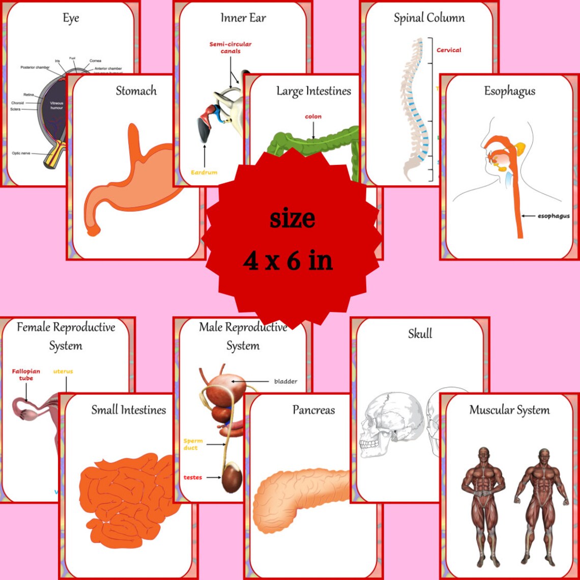 Anatomy Printable Flashcards Anatomy for Homeschool and Grade School ...