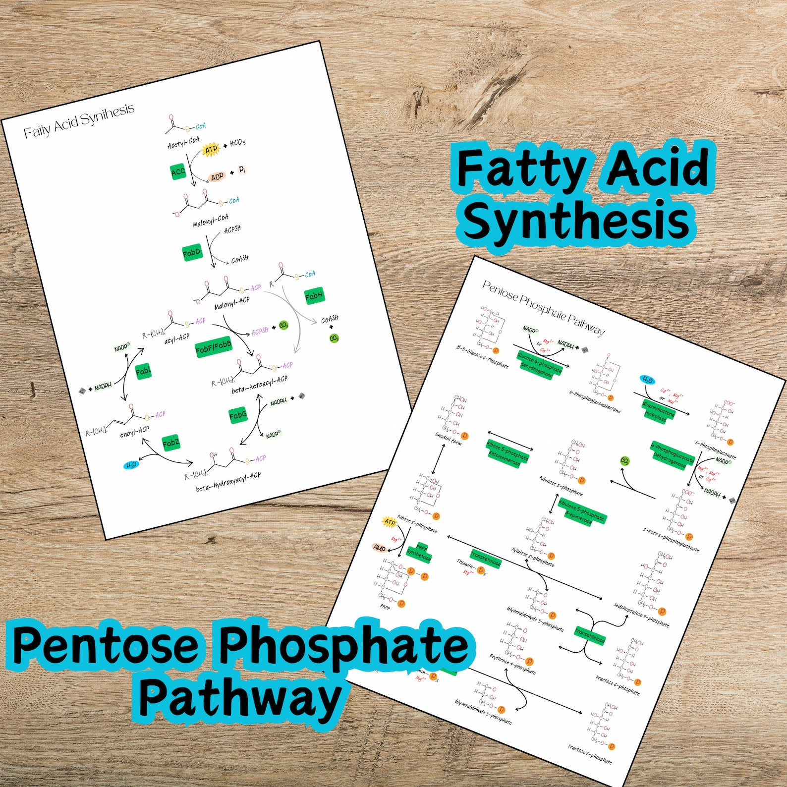 Biochemical Pathway Worksheets for Biology, Biochemistry, Medical ...