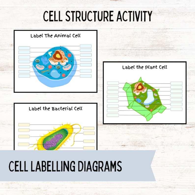 Interactive Cell Structure Activity and Flashcards | Educational ...