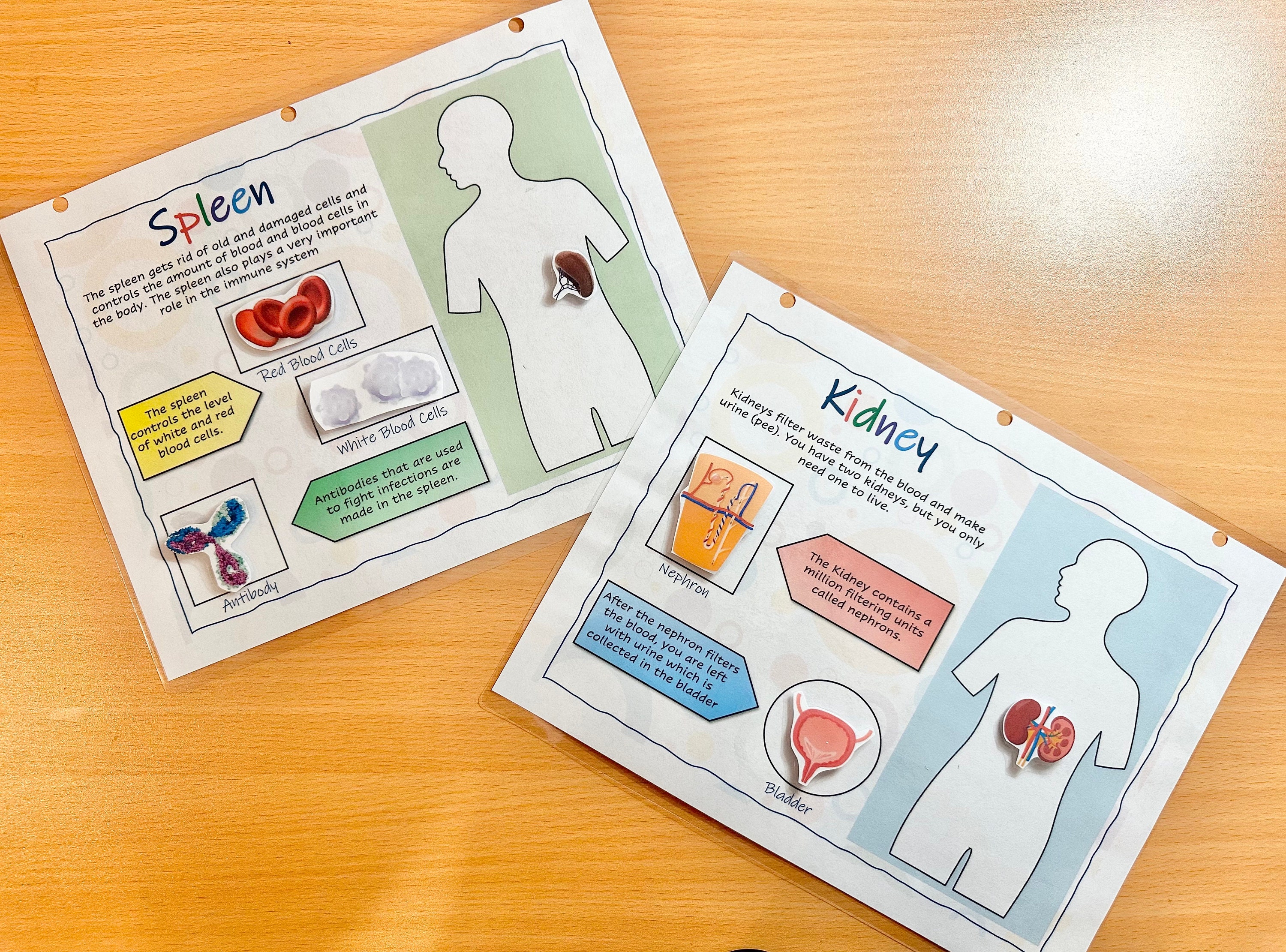 Montessori Anatomy Busy Book Quiet Time Book Anatomy - Etsy