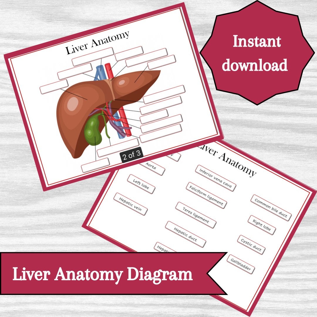 Liver Anatomy Diagram – Printable Educational Resource (instant ...