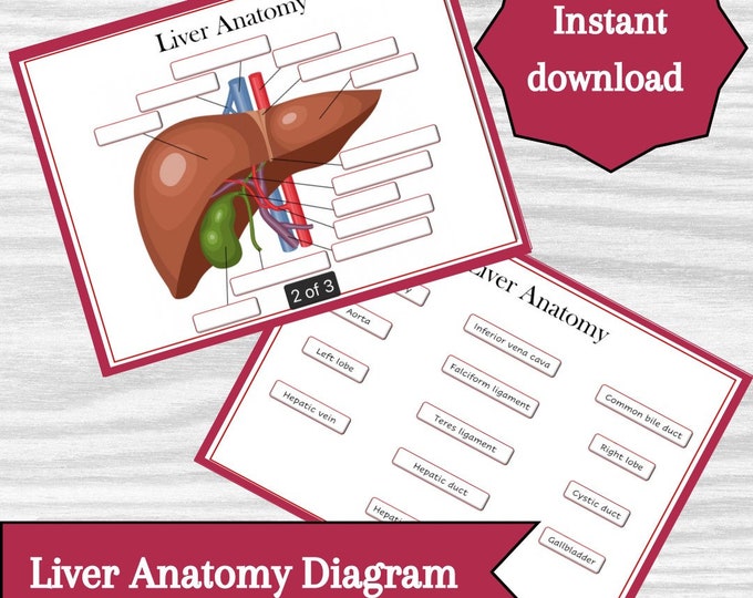 Liver Anatomy Diagram – Printable Educational Resource (instant ...