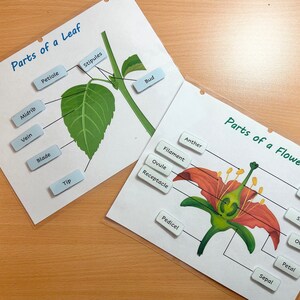 Parts of a Plant Printable Study Bundle Homeschool Plant Biology Unit ...