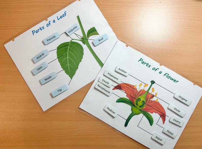 Parts of a Plant Printable Study Bundle Homeschool Plant Biology Unit ...